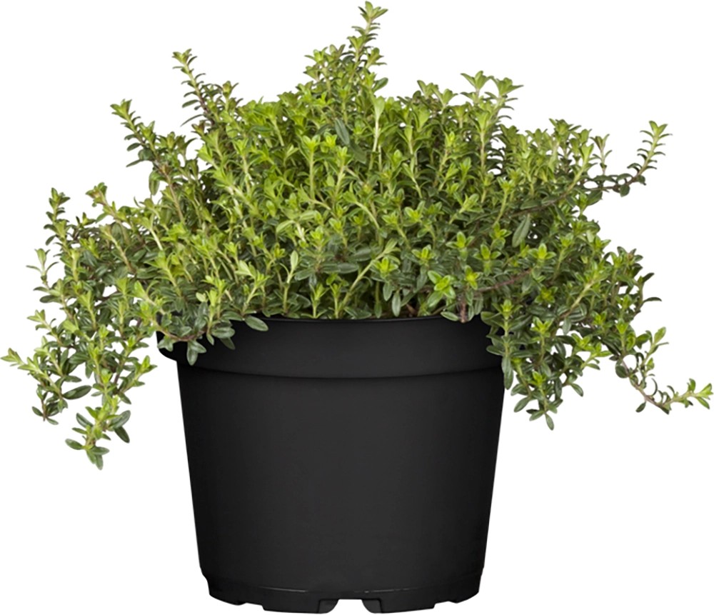 Mix poľných byliniek pr. 14 cm nakúpiť v OBI