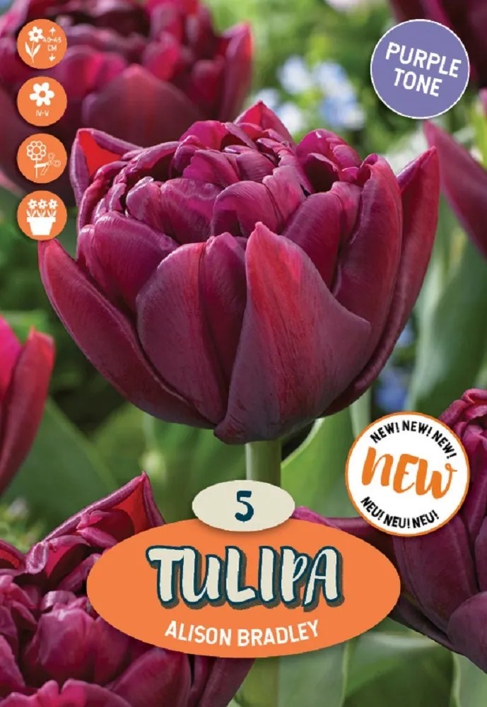 Royal De Ree Holland Kvetinové cibuľky Tulipán Alison Bradley nakúpiť v OBI