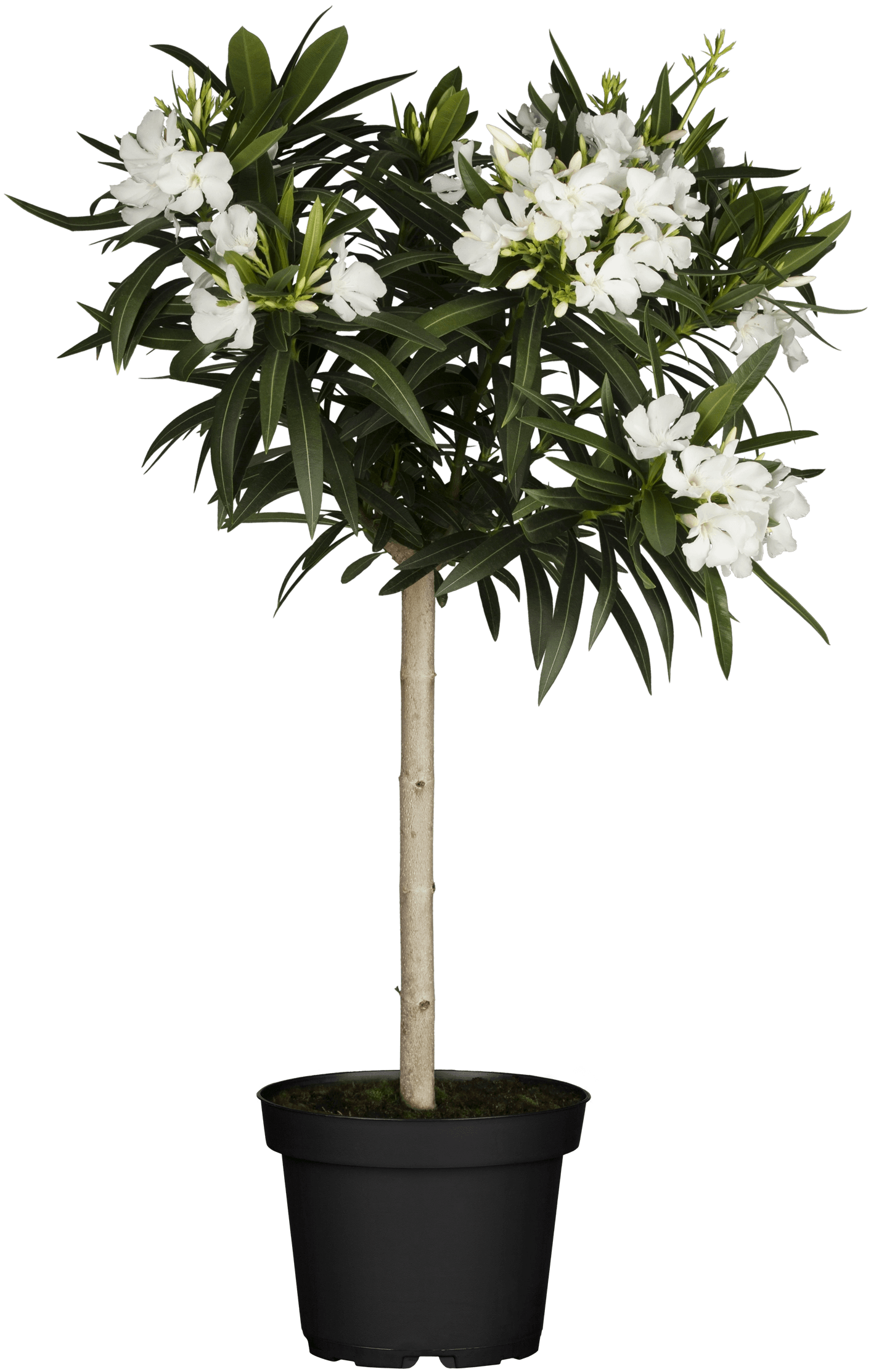 Oleander (Nerium oleander) nakúpiť v OBI