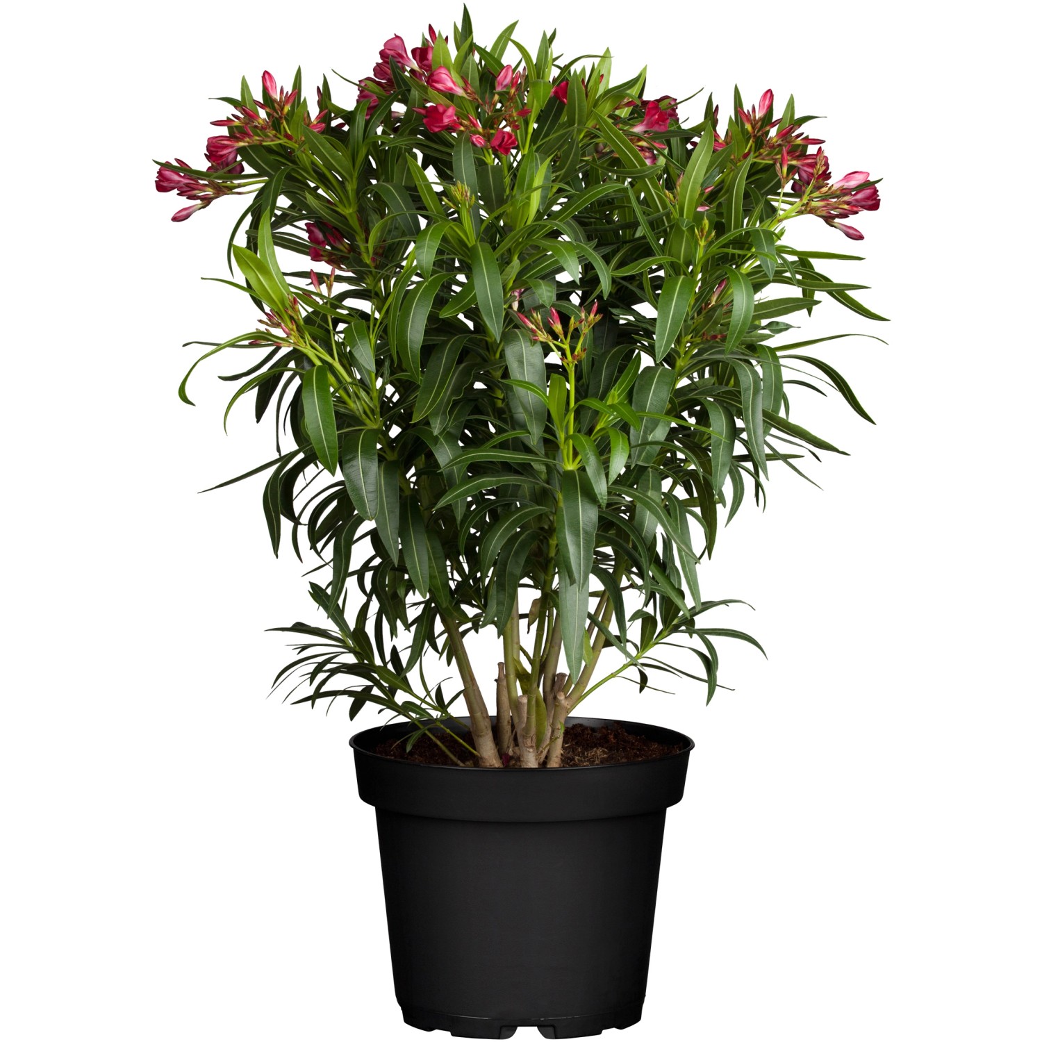 OBI Oleander obyčajný červený priemer kvetináča cca 20 cm Nerium ...