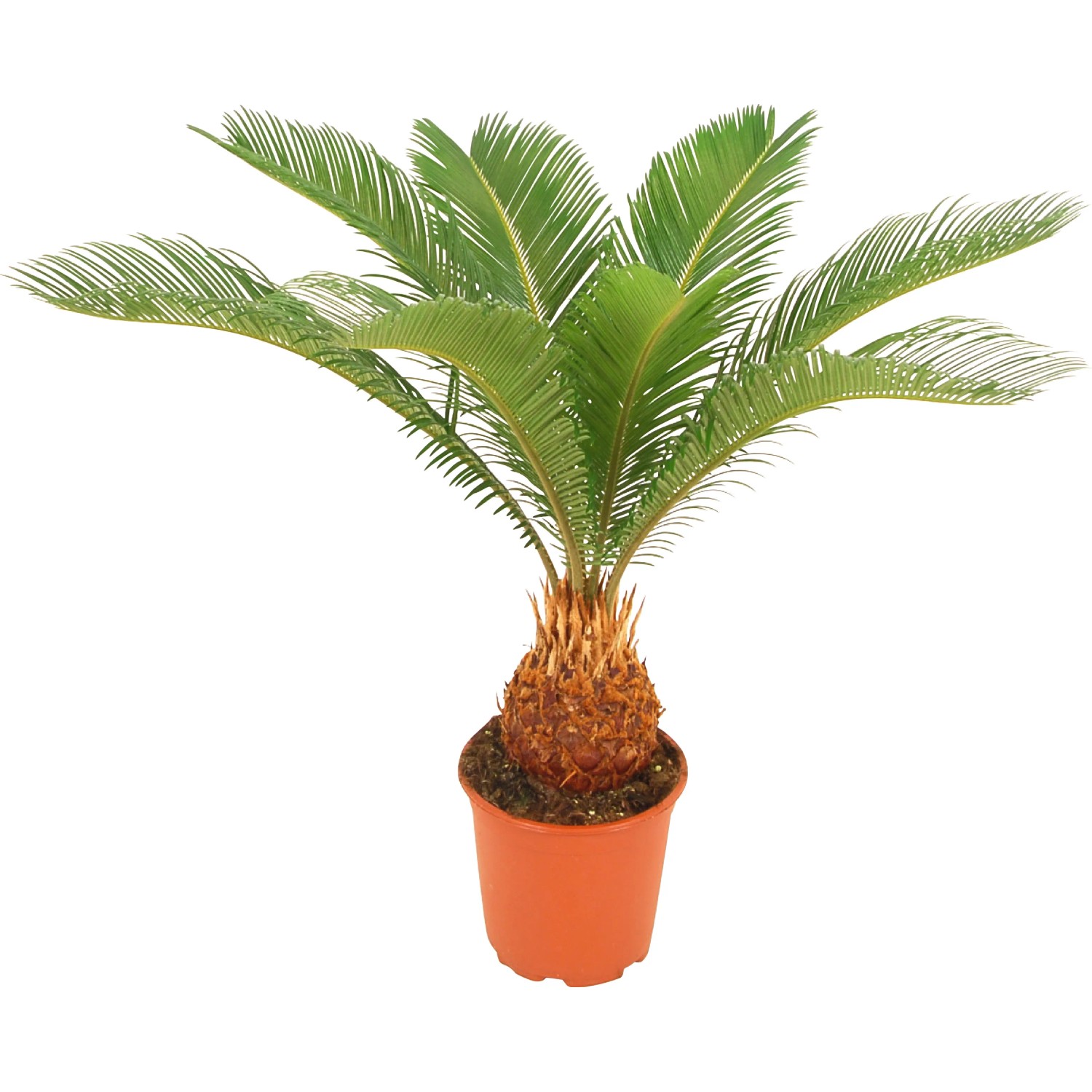 Cykas japonský (Cycas revoluta) priemer kvetináča cca 17 cm nakúpiť v OBI