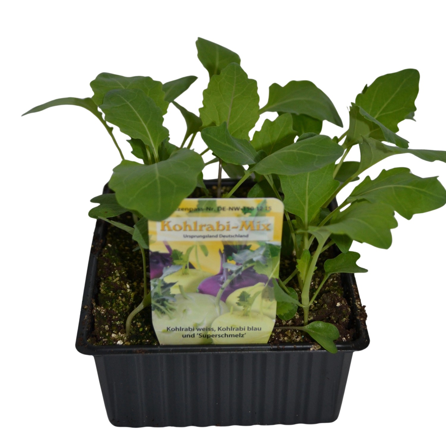 Landgard Kaleráb mix (Brassica oleracea var. gongylodes) 6 ks v miske ...