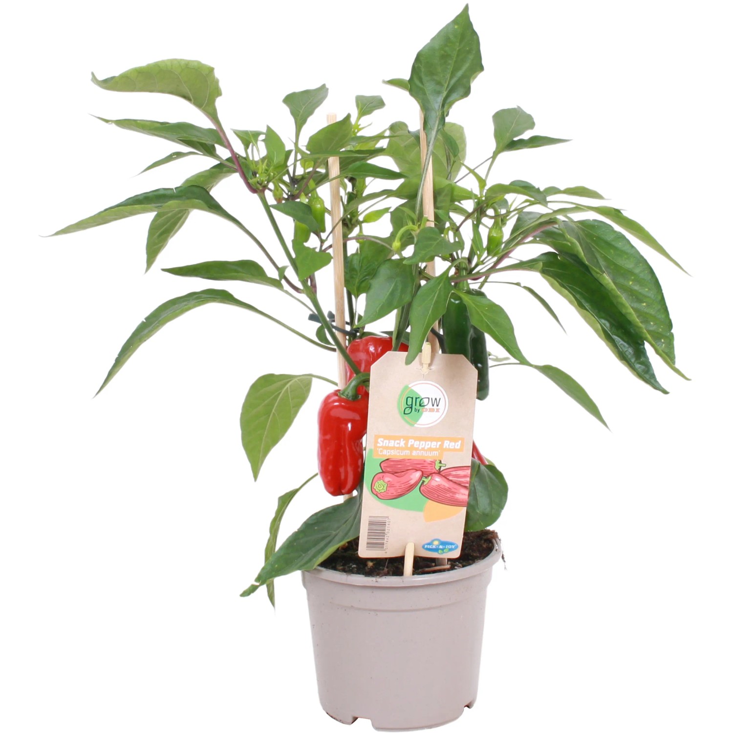 GROW by OBI Paprika "Snack Pepper Red" (Capsicum annuum) Pick&Joy, pr ...
