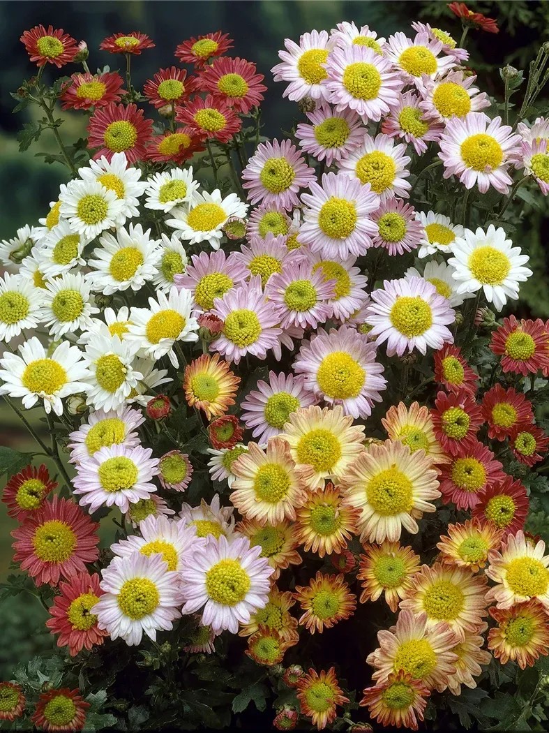 Listopadka indická Mini Mums nakúpiť v OBI