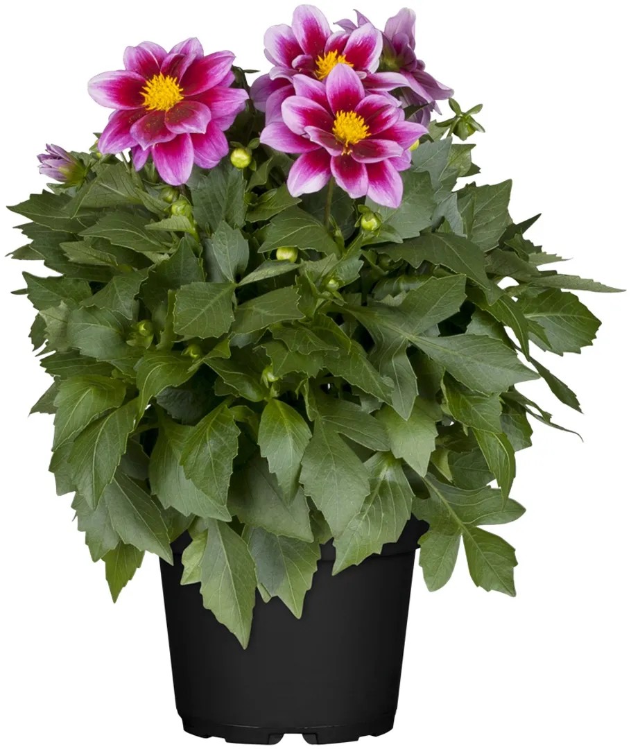 Grow by OBI Georgína (Dahlia Hybride), pr. kvetináče cca 13 cm nakúpiť ...