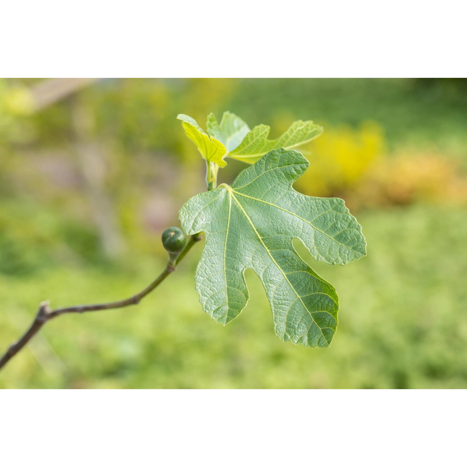 Landgard Figovník smokvoň (Ficus carica) cca 90 cm, pr. 20 cm