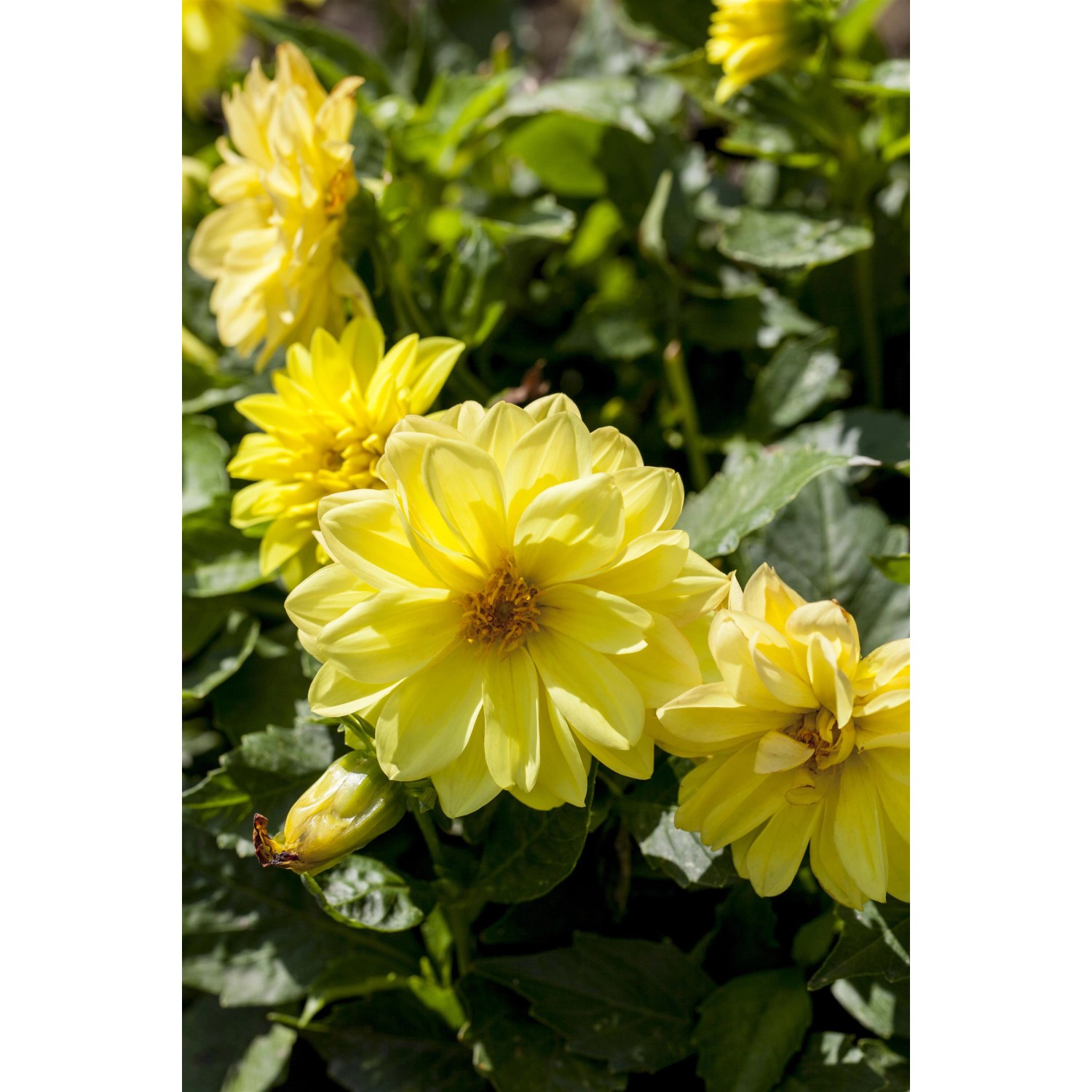 Royal Lemkes Georgína (Dhalia) "Dahlietta Margaret" výška 25-30 cm, pr ...