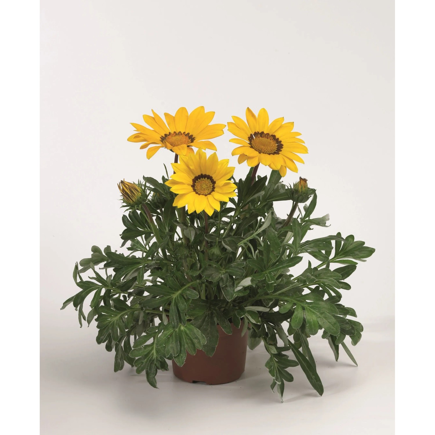 Gazania