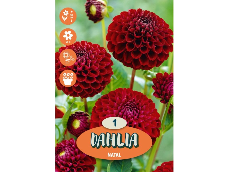 Royal De Ree Holland Kvetinové cibuľky Georgína "Natal" nakúpiť v OBI