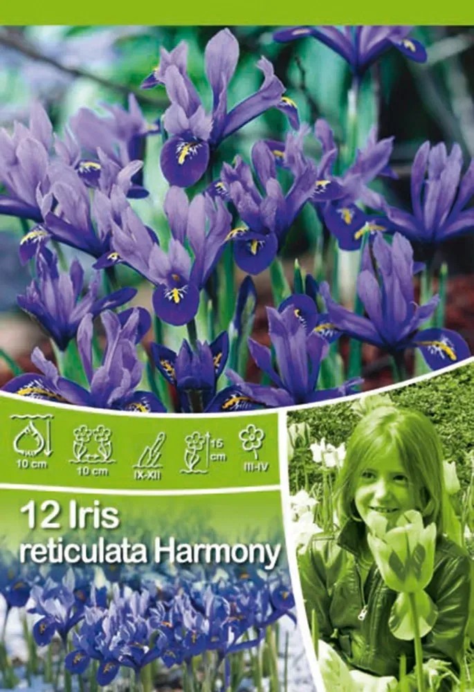 Kosatec sieťkovaný - Iris Reticulata Harmony nakúpiť v OBI