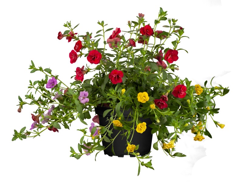 GROW by OBI Minipetúnia Trio (Calibrachoa Hybride), pr. 12 cm nakúpiť v OBI