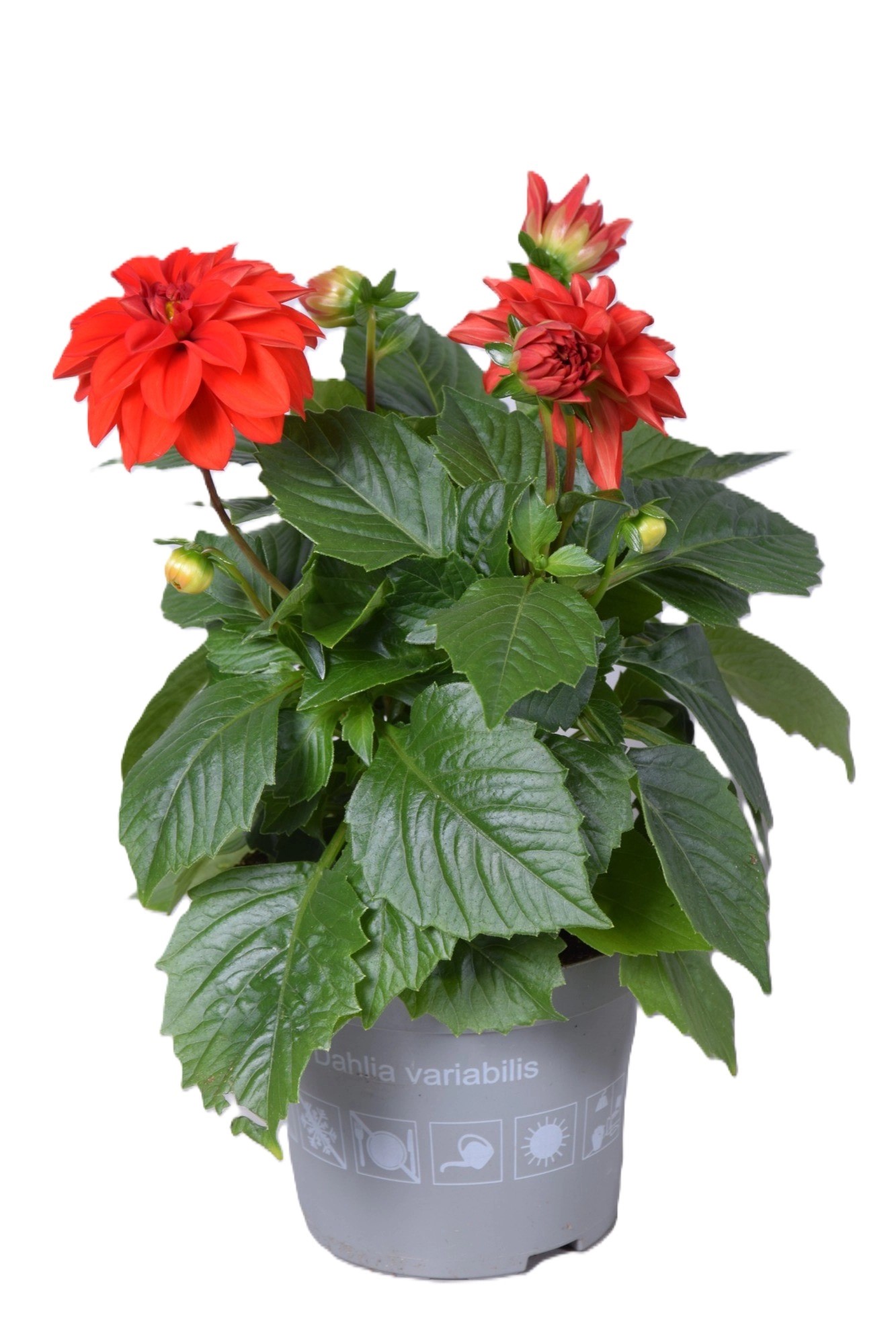 Royal Lemkes Georgína (Dhalia) "Dahlietta Anna" výška 25-30 cm, pr. 12 ...