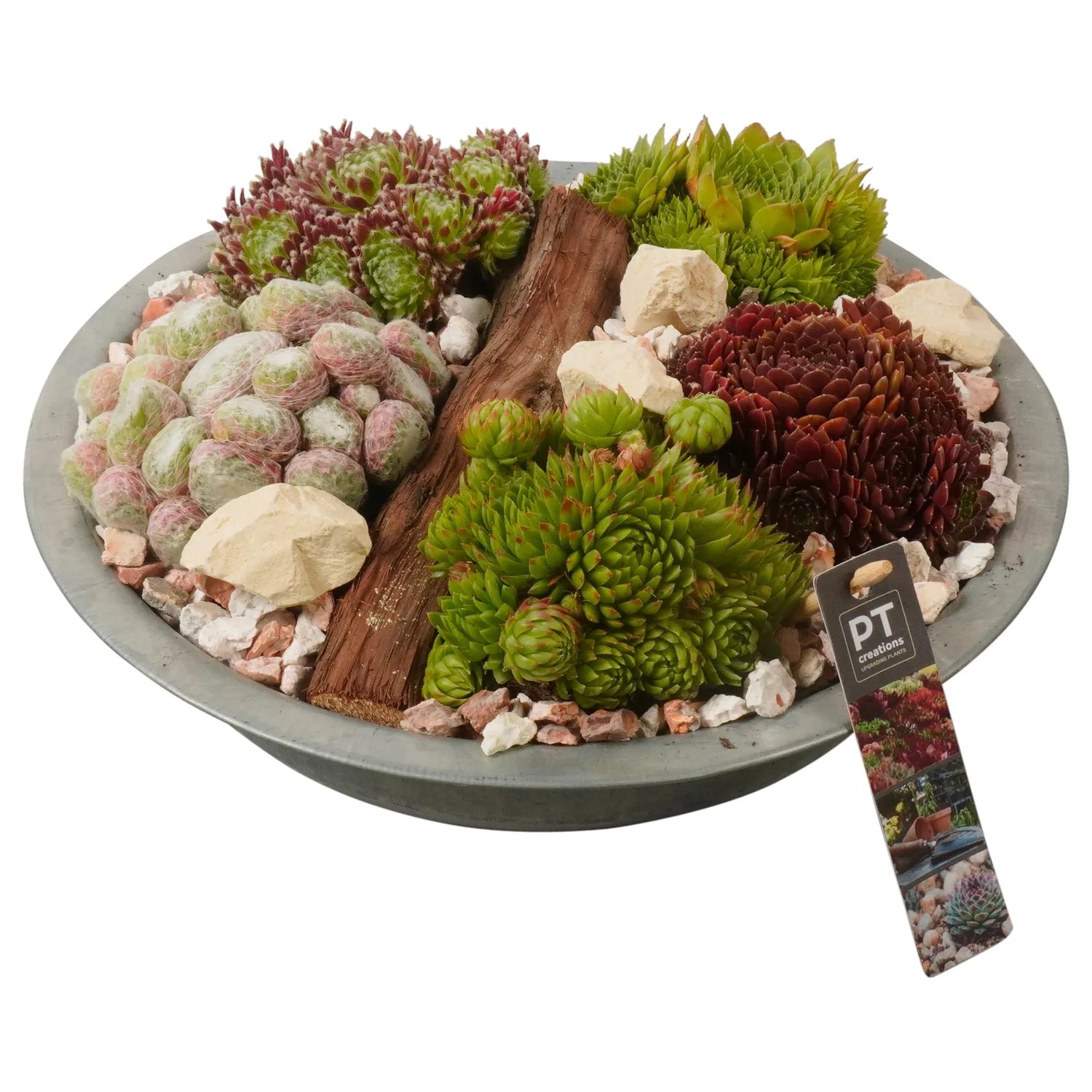 Royal Lemkes Netresky (Sempervivum) v zinkovej žadinke pr. 31 cm
