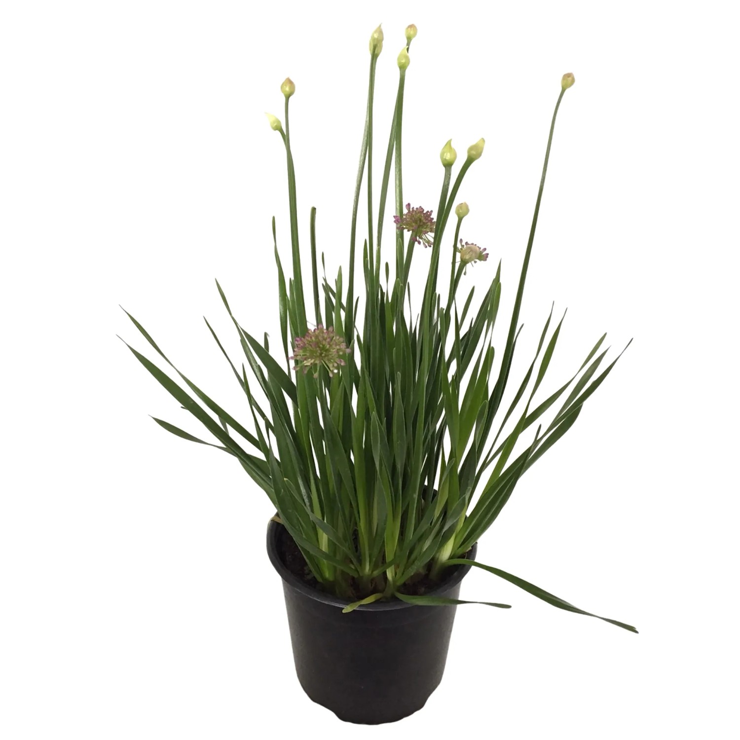Cesnak šerý (Allium senescens) "Millenium", pr. kv. 19 cm
