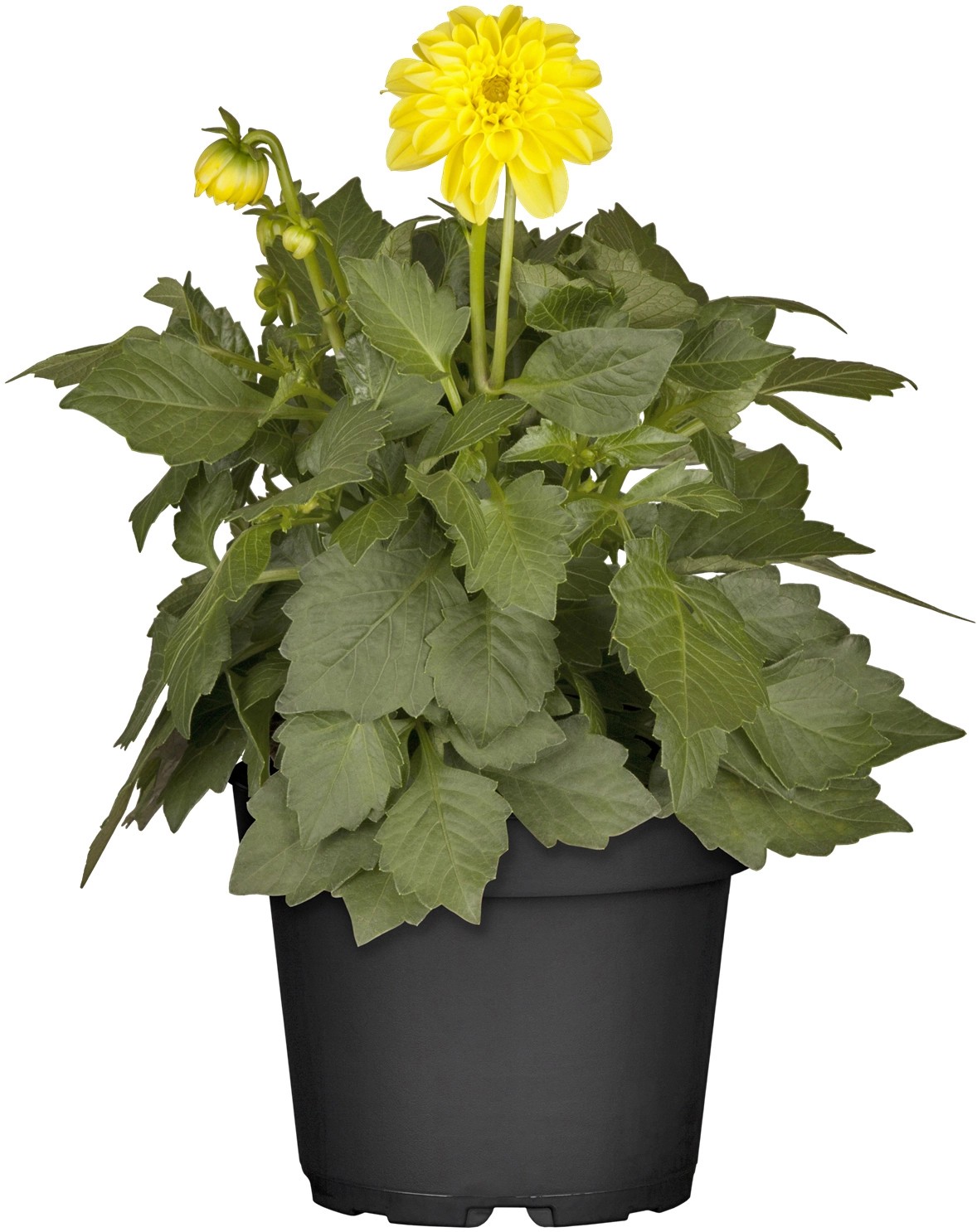 OBI Záhradná georgína priemer kvetináča cca 19 cm Dahlia nakúpiť v OBI