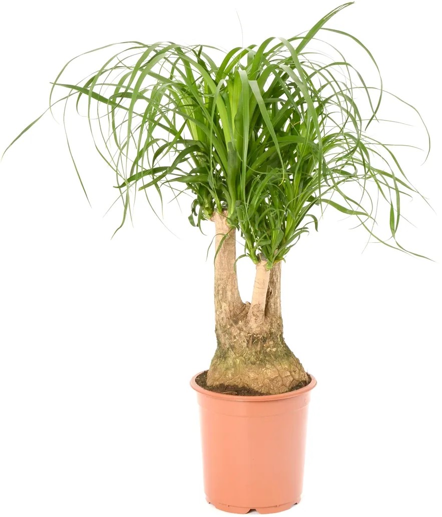 Slonia noha výška 60 - 70 cm priemer kvetináča 21 cm Beaucarnea ...