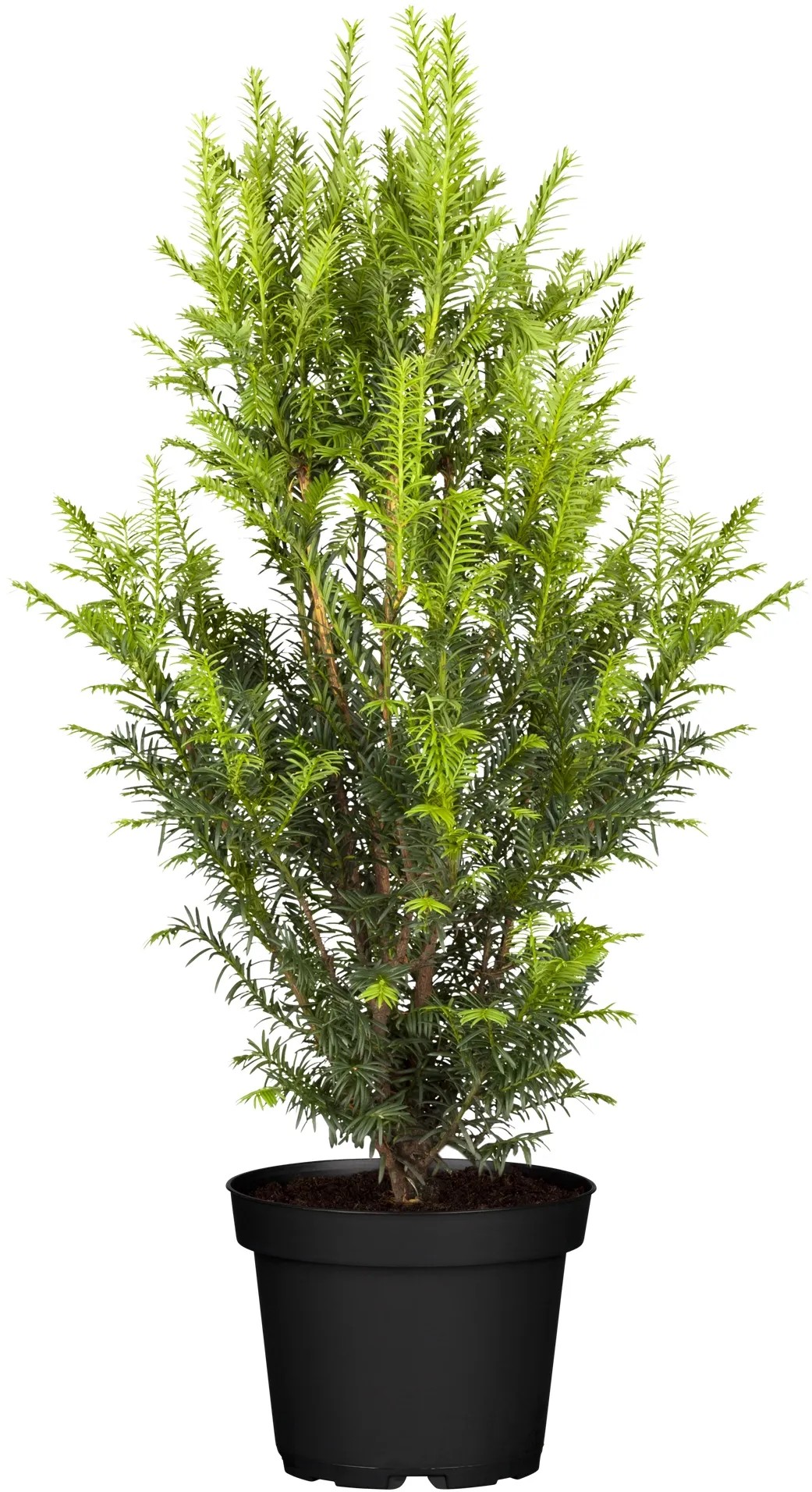 Tis obyčajný výška 40 - 50 cm kvetináč cca 5 l nakúpiť v OBI