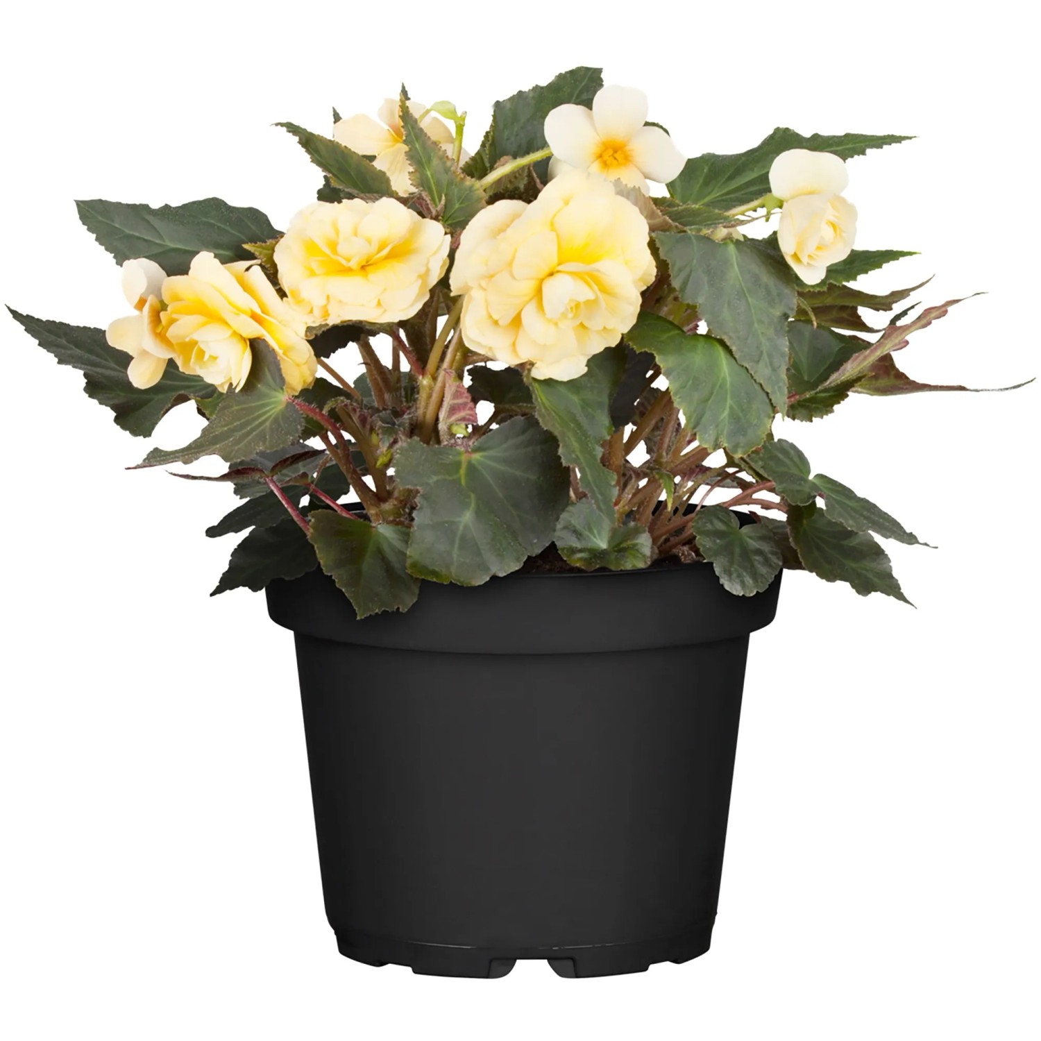 Landgard Begónia (Begonia Hybride) "IConia" cca 20-30 cm, pr. 13 cm