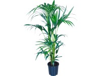 Palmy a palmovité rastliny nakúpiť v OBI