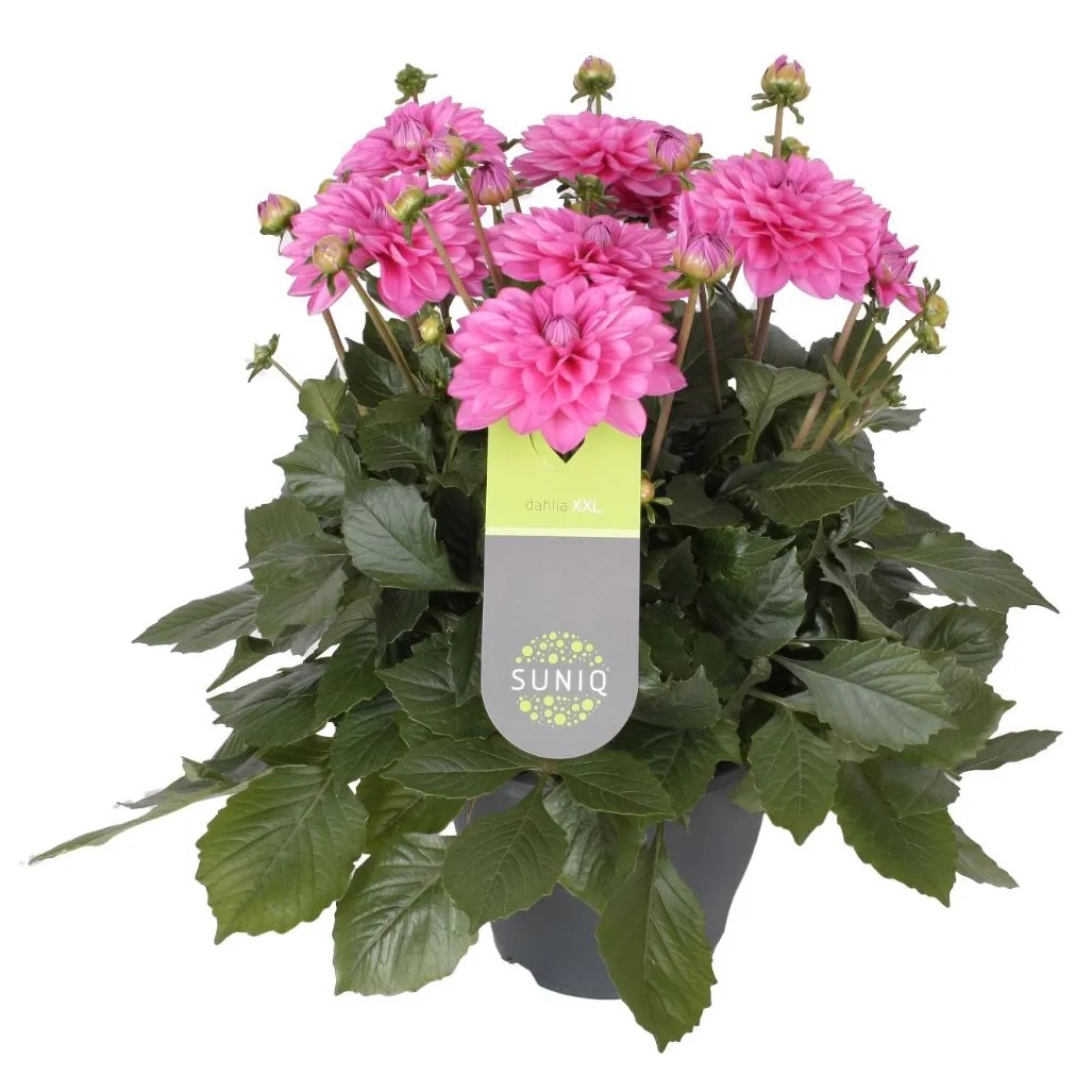 Royal Lemkes Georgína (Dhalia) "Suniq" rôzne farby pr. 23 cm nakúpiť v OBI