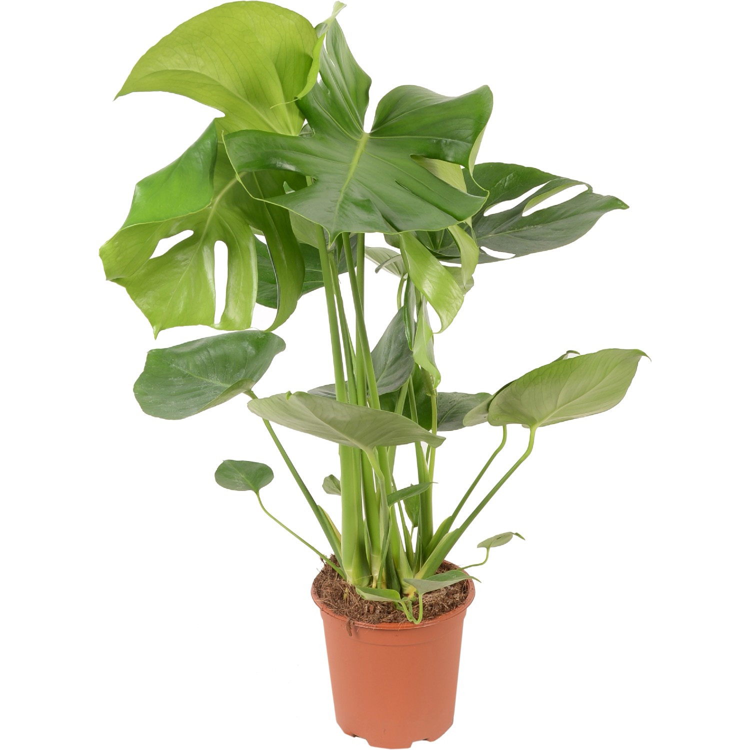 GROW by OBI Monstera skvelá (Monstera deliciosa) Tauerii výška 65-80 cm ...