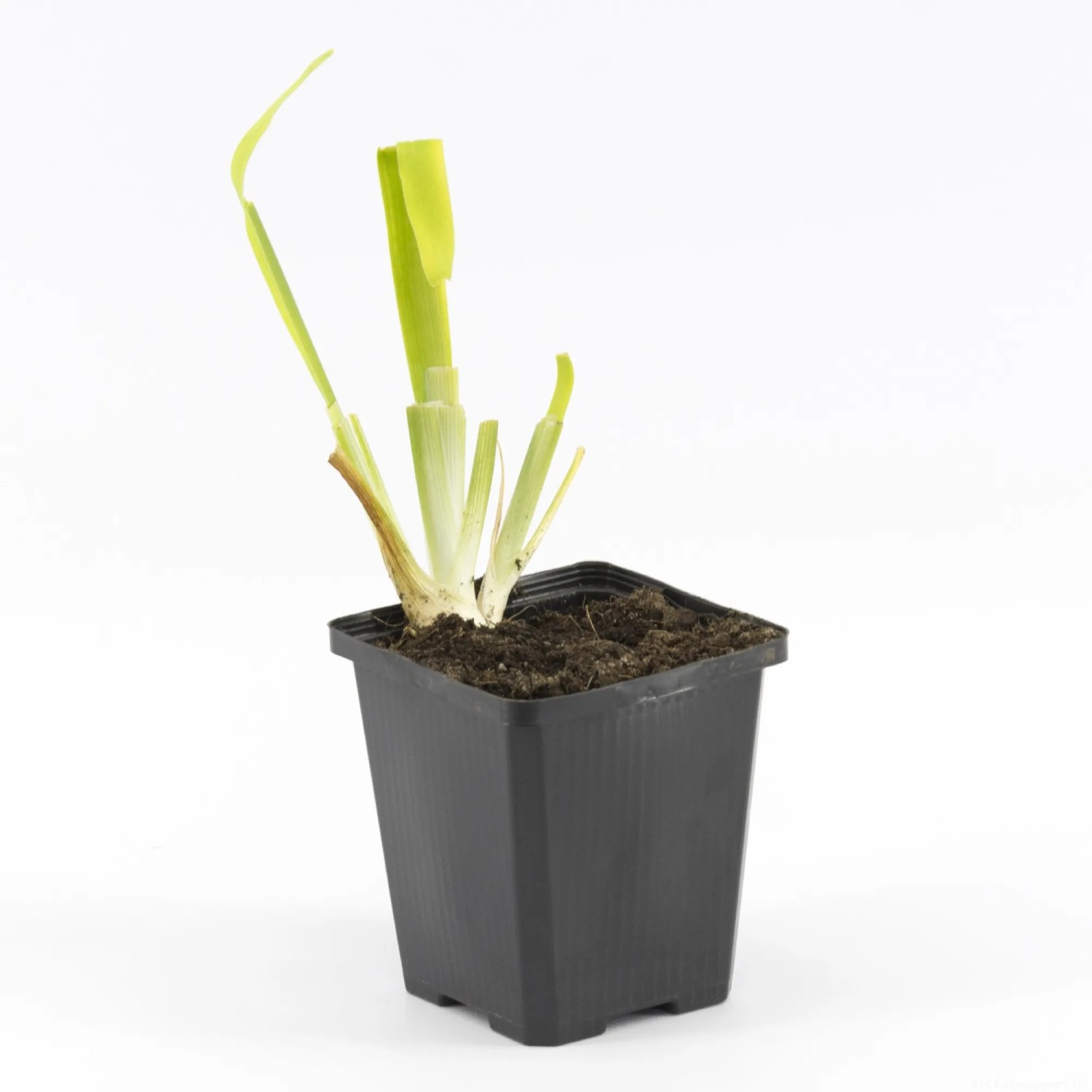 Kosatec Louisiansky (Iris Louisiana) "Ann Chowning" cca výška 45 cm, pr ...