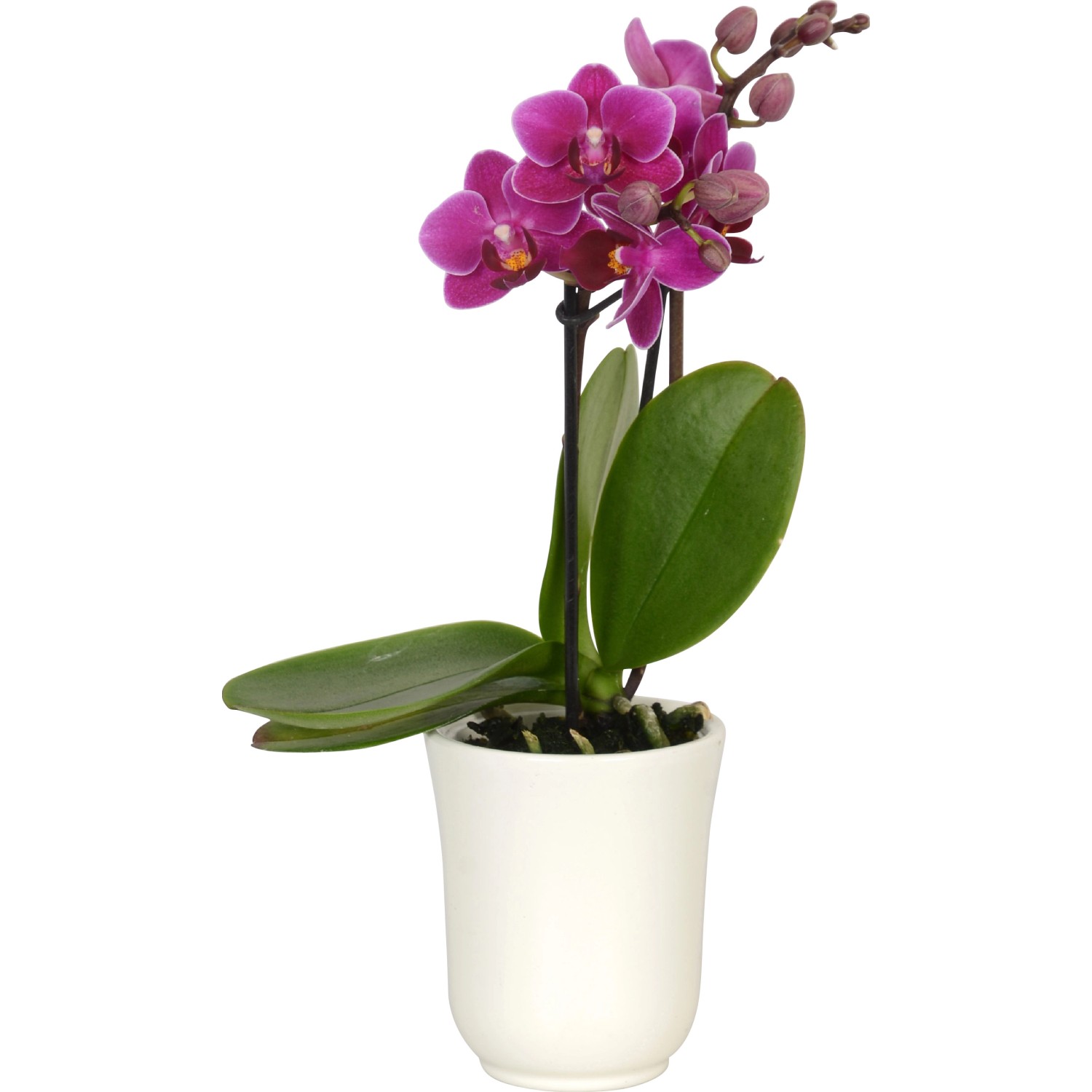 Mini orchidea motýlokvetá 2-výhonková v keramickom kvetináči s ...