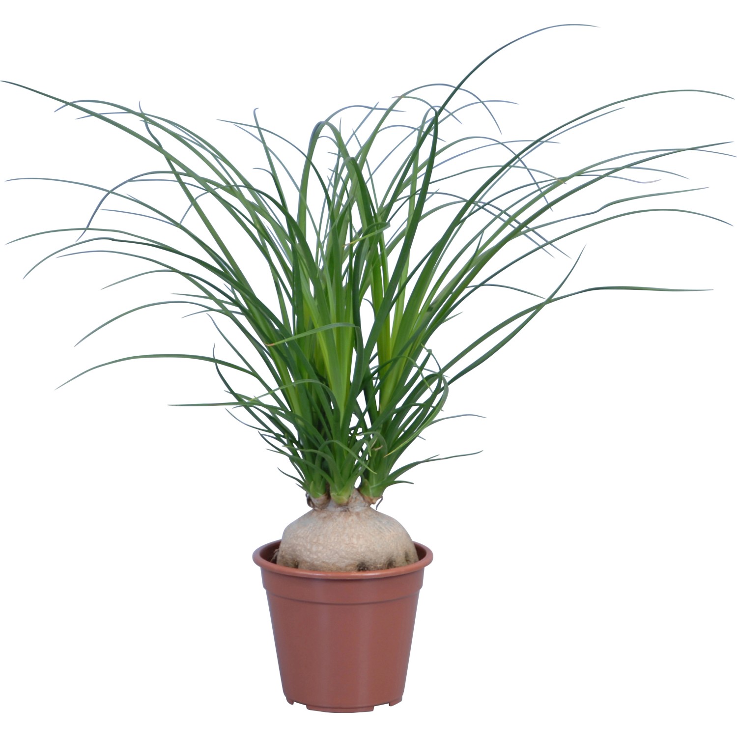 Slonia noha priemer kvetináča cca 14 cm nakúpiť v OBI