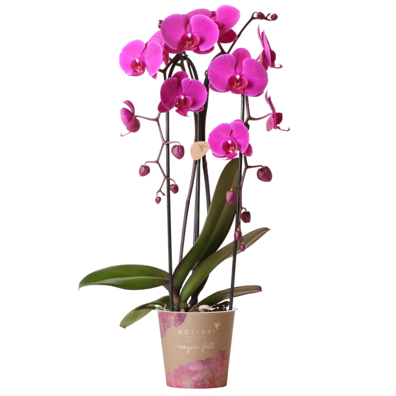 GROW by OBI Orchidea lišajovec "Niagara Fall" tm.ružová 50-55 cm, pr ...