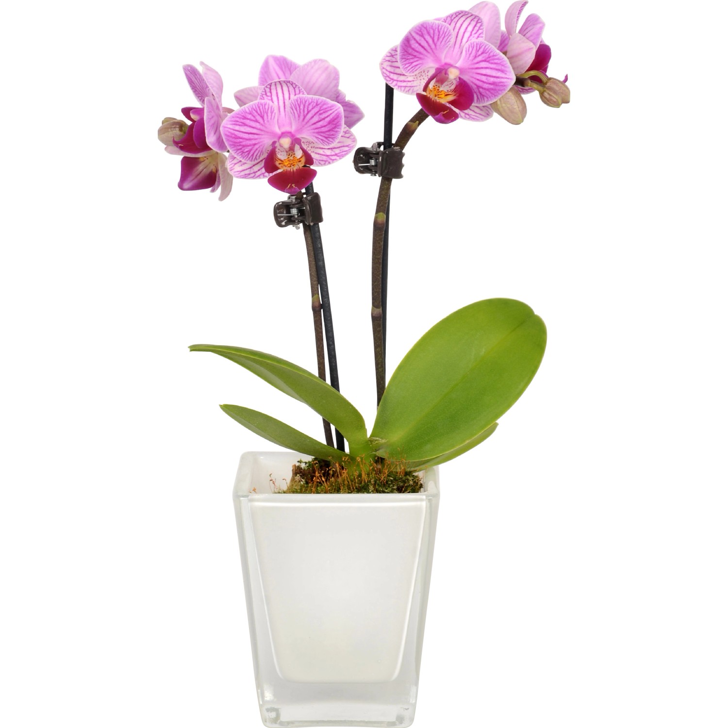 Phalaenopsis mini orchidea 2 výhonky v sklenenom hranatom črepníku ...