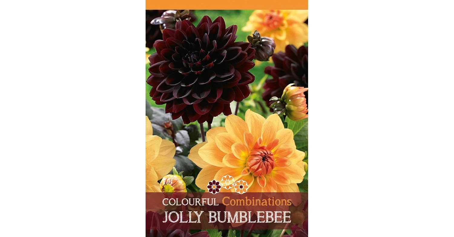 Georgína "Jolly Bumblebee" zmes