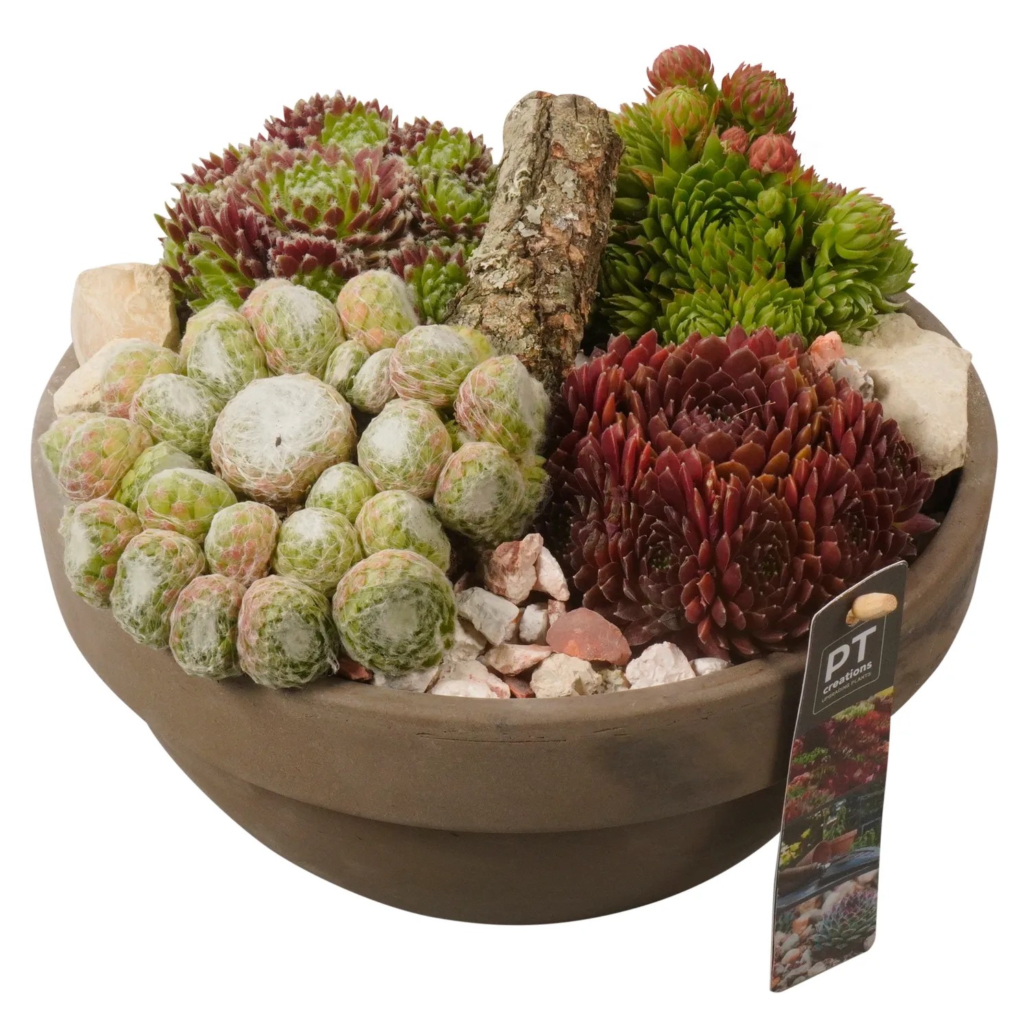 Royal Lemkes Netresky (Sempervivum) v hlinenej žadinke pr. 23 cm ...