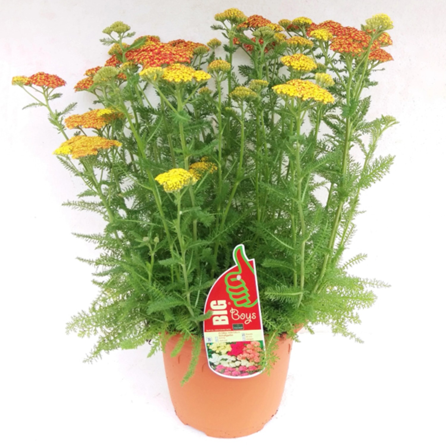 GROW by OBI Rebríček obyčajný (Achillea Millefolium) rôzne farby cca 60 cm nakúpiť v OBI