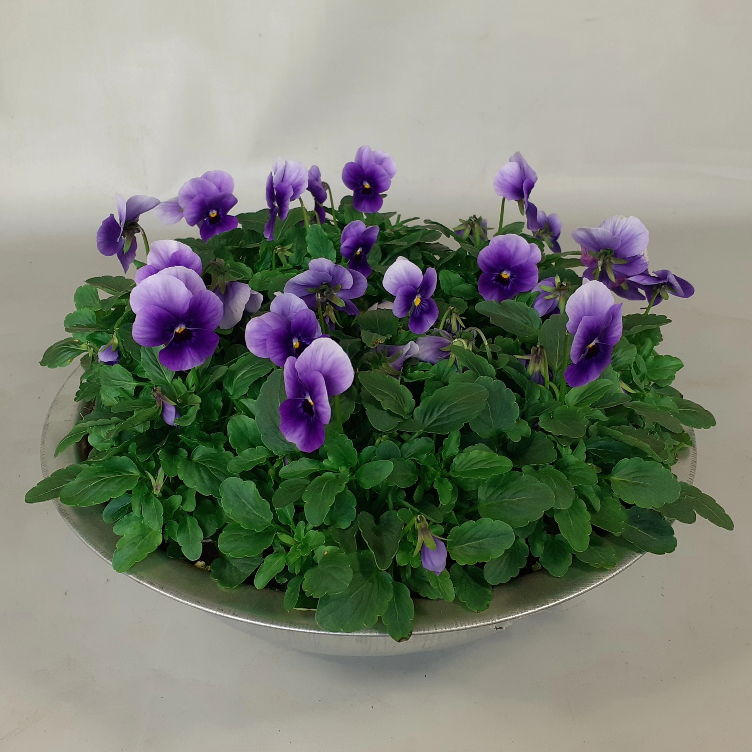 Violka rohatá (Viola cornuta) v zink.kv., rôzne farby, 15 cm, pr. kv ...