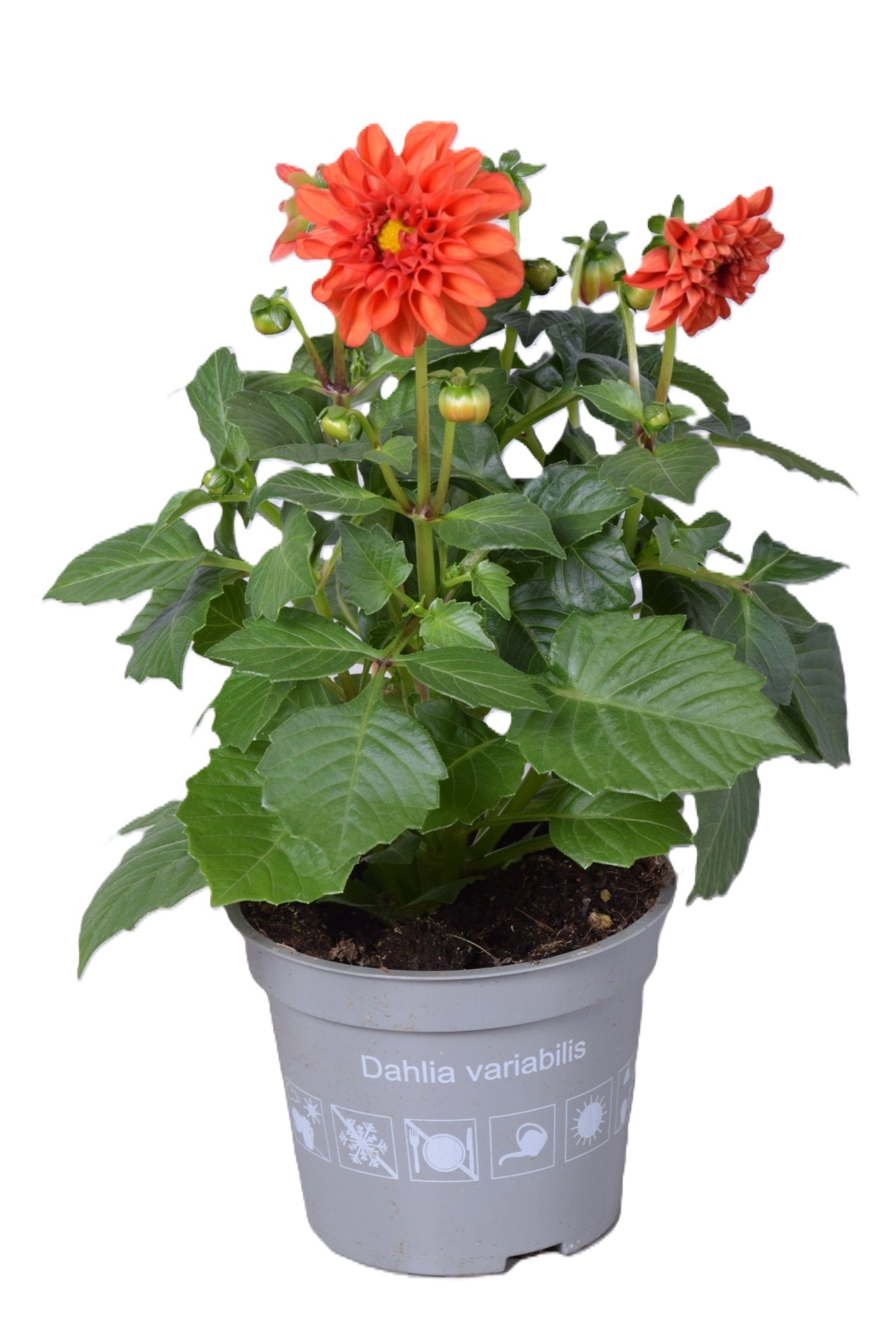 Royal Lemkes Georgína (Dhalia) "Dahlietta Rachel" výška 25-30 cm, pr ...